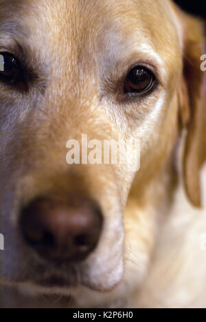 sweet nice yellow labrador retriever in autumn close up portrait Stock ...