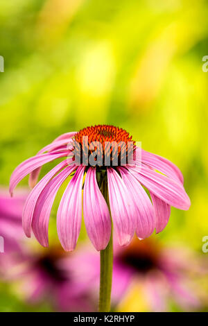 cone flower, American medicinal plant with flower Stock Photo - Alamy