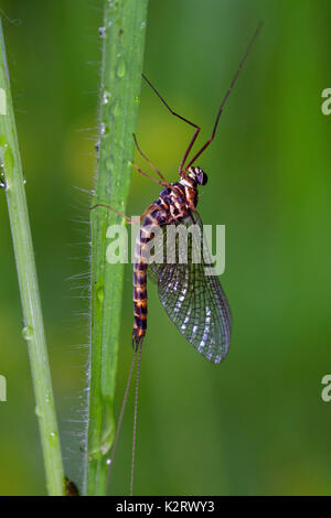 A close-up of a Mayfly, Ephemeroptera on a white background Stock Photo ...