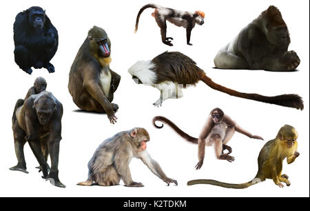 many different monkeys and other primates isolated on white background ...