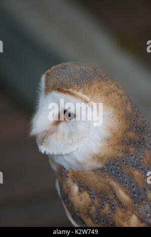 Side view of a Barn Owl, nocturnal bird of prey, flying wings spread ...