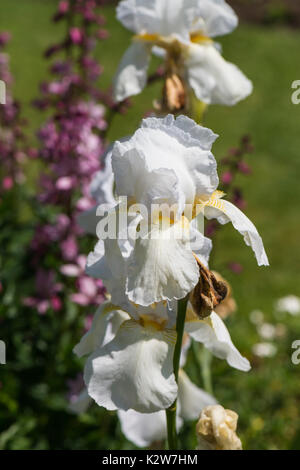 White Iris flower Stock Photo - Alamy