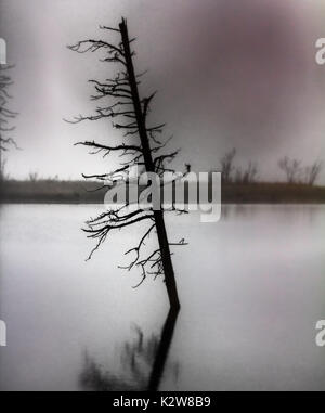scary tree in swamp Stock Photo - Alamy
