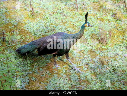 Female Asian Green Peahen or Java peafowl (Pavo muticus) with a baby ...