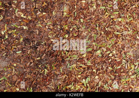 Tamarind branch fall on dry leaf Stock Photo - Alamy