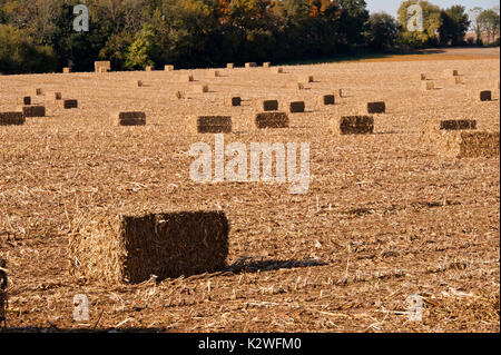 SQUARE HAY BALES ACROSS HARVESTED CORN FIELD AND FARM IN BACKGROUND ...
