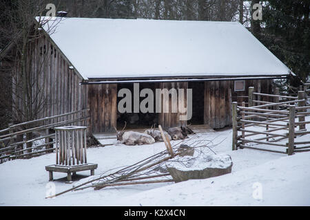 Beautiful reindeer in a stable in winter Stock Photo - Alamy
