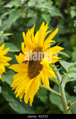 Sunflower at RHS Hyde Hall Gardens Stock Photo - Alamy