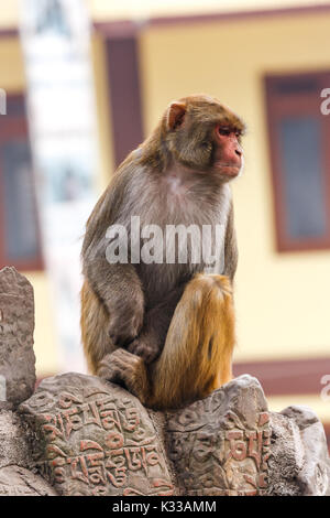 Macacus monkey living in the Swayambu Nath Temple, Kathmandu, Nepal ...