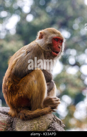 Macacus monkey living in the Swayambu Nath Temple, Kathmandu, Nepal ...