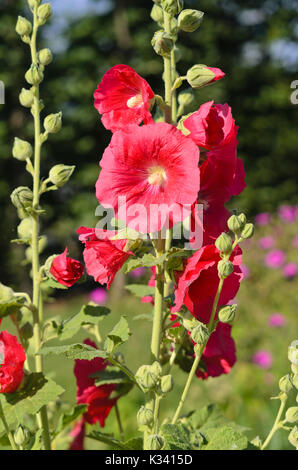 Red flowers of Alcea, Common Hollyhock, Garden Hollyhock 'The Watchman ...