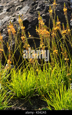 Bulbine frutescens is a species of flowering plant in the genus Bulbine ...