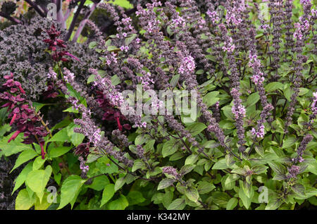 Basil Magic Blue, Ocimum basilicum, Strauchbasilikum, Kraeuter ...