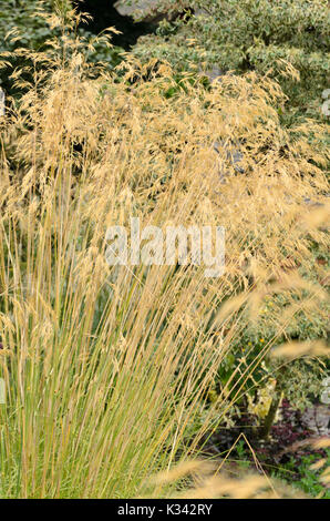 Giant feather grass, Stipa gigantea. Photo taken in Guadarrama ...