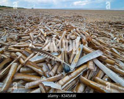 Razor shells on the beach with waves washing over them Stock Photo - Alamy