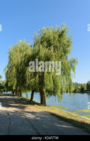 A weeping willow tree leaning over a canal and grassy towpath at New ...