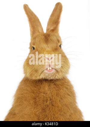 Domestic Rabbit, Fauve de Bourgogne, French Breed from Burgundy Stock ...
