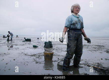 Cockle gathering fishing Gower Peninsula, Loughor Estuary, Wales UK ...