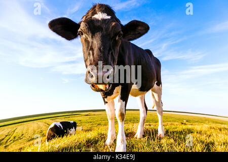 Cows on a dike in East Frisia near Carolinensiel Stock Photo - Alamy