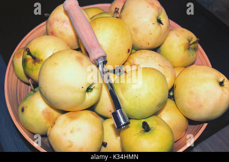 Natural wild apples grown. European wild apple, malus sylvestris Stock ...