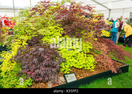 An impressive display of different acer tree varieties in the Floral ...