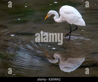 Elkton, OREGON, USA. 2nd Sep, 2017. An egret hunts in the shallows of ...