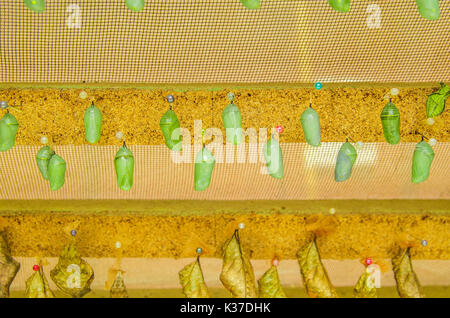 Butterflies in a stage of pupa in Mariposario The Butterfly House in ...