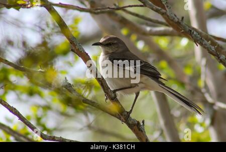 Northern mockingbird perched on a branch Stock Photo - Alamy