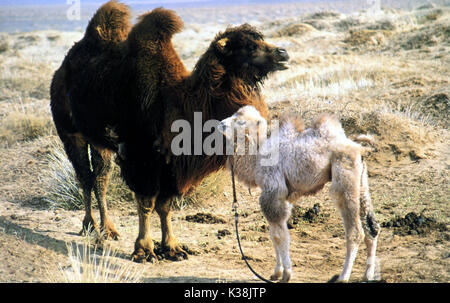 THE STORY OF THE WEEPING CAMEL aka Die Geschichte vom weinenden Kamel ...