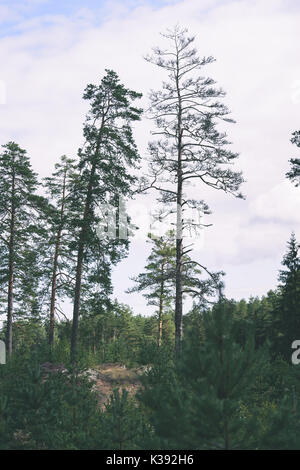 young spring spruce tree blossoms on green background in wet forest ...