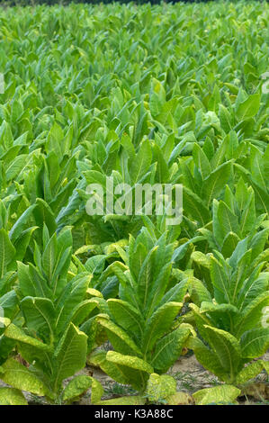 Growing tobacco plants. Nicotiana Rustica, or Aztec tobacco is blooming ...