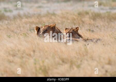 African lions (Panthera leo), three young males feeding on dead ...