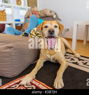labrador retriever lies on a seating furniture while a mature woman is ...
