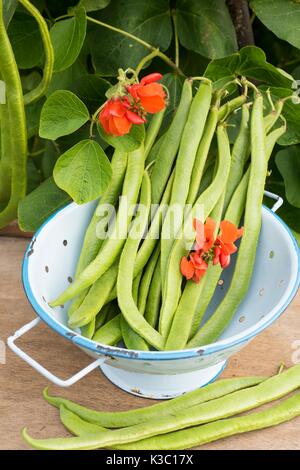 Lady Di runner bean Stock Photo - Alamy
