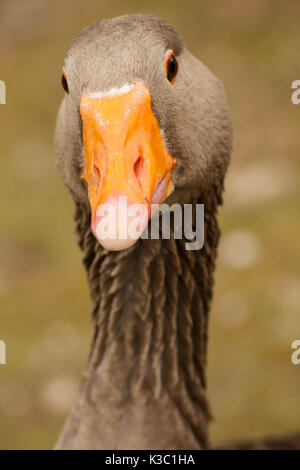 close up portrait of gander head with orange beak close up portrait of ...