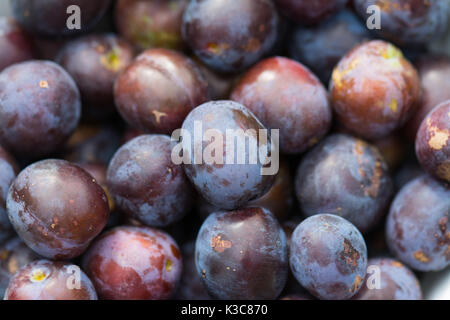 Wild Damsons, Prunus domestica insititia, almost ready for harvesting ...