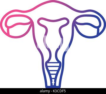 line fallopian tubes with uterus to human anatomy Stock Vector Image ...