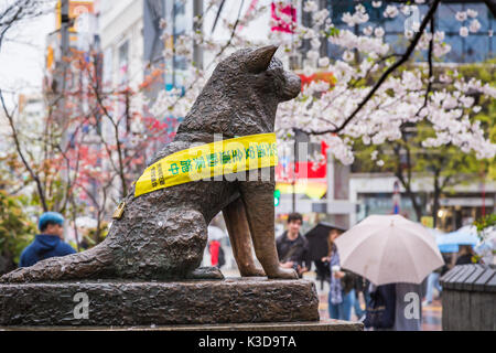 The Hachiko dog bronze statue near the Shibuya train station in the ...