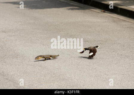 A brave asian Myna Bird attacks and drives off a Monitor Lizard from ...