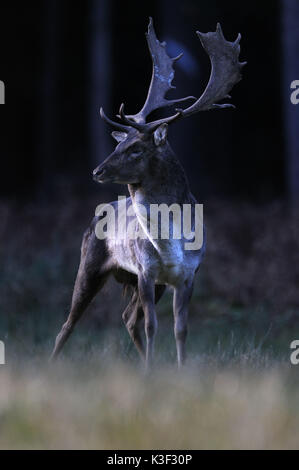 fallow deer in the postrut Stock Photo - Alamy