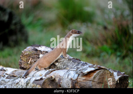 Ermine on autumnal prey search Stock Photo - Alamy