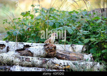 Ermine on autumnal prey search Stock Photo - Alamy