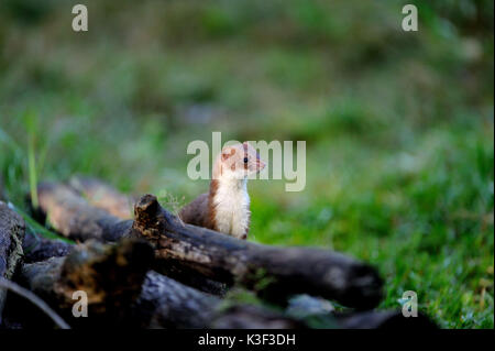 Ermine on autumnal prey search Stock Photo - Alamy