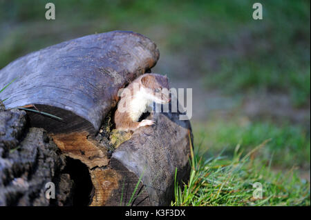 Ermine on autumnal prey search Stock Photo - Alamy