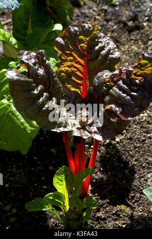 Red mangold (Beta vulgaris) in August, Lower Austria, Europe. Also ...