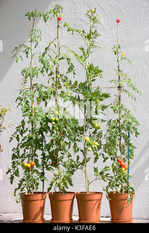 Tomatoes at the shrub drag Stock Photo - Alamy
