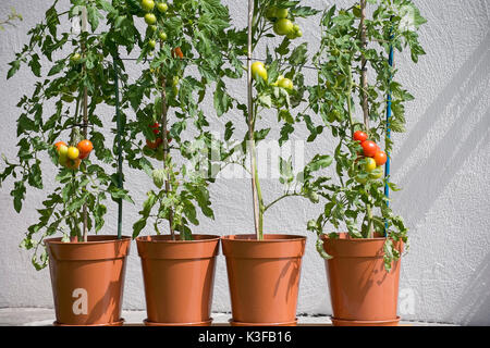 Tomatoes at the shrub drag Stock Photo - Alamy