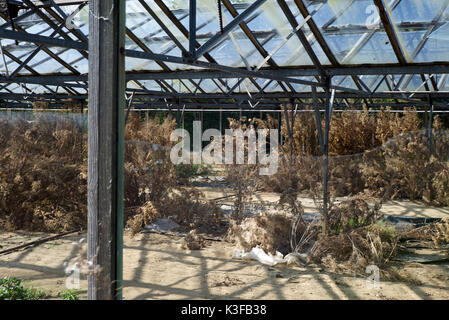 Rundown Kidby Nurseries, Little Clacton, Essex, in a state of decline ...