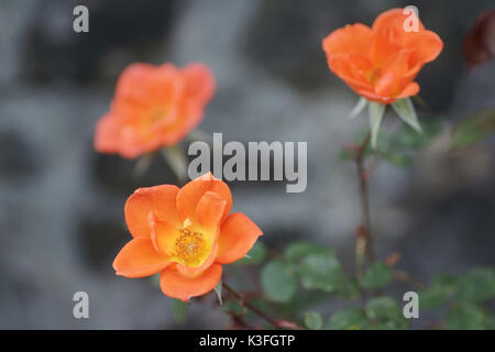Rosa WARM WELCOME Stock Photo - Alamy