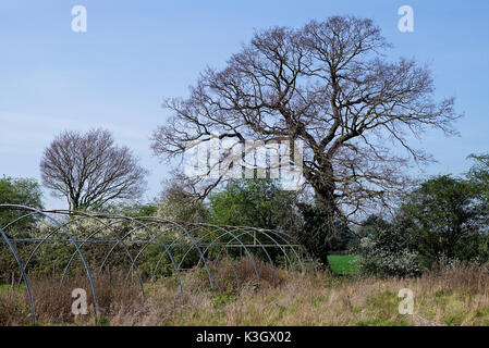 Rundown Kidby Nurseries, Little Clacton, Essex, in a state of decline ...